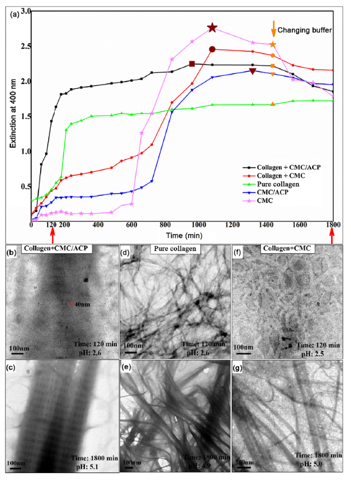 Carboxymethyl chitosan as a polyampholyte mediating intrafibrillar ...