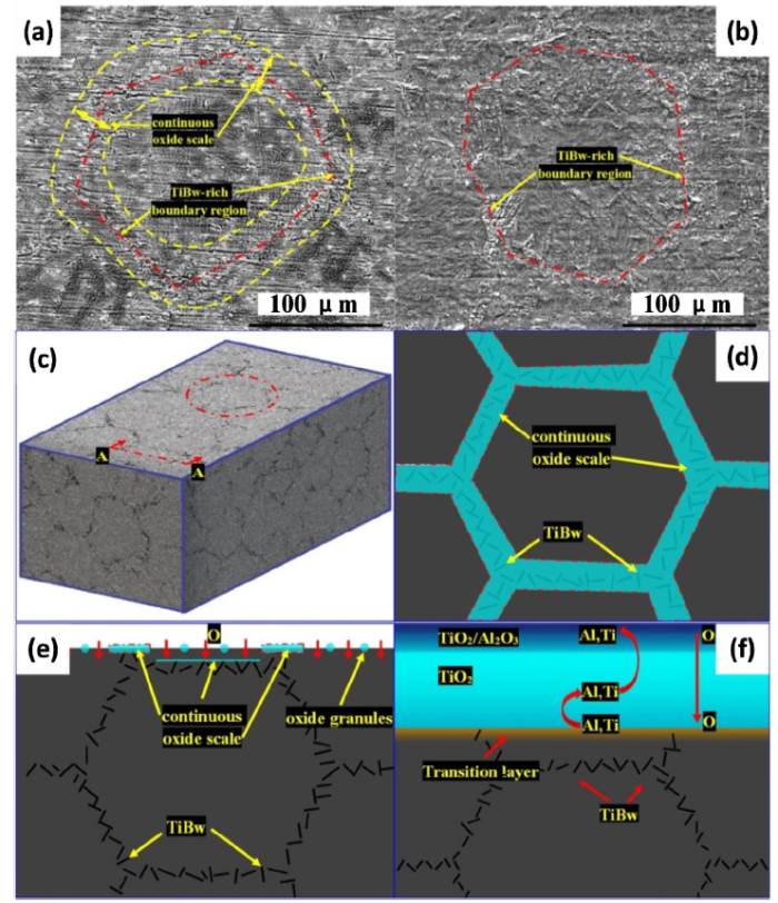 Oxidation behaviors of TA15 titanium alloy and TiBw reinforced TA15 ...