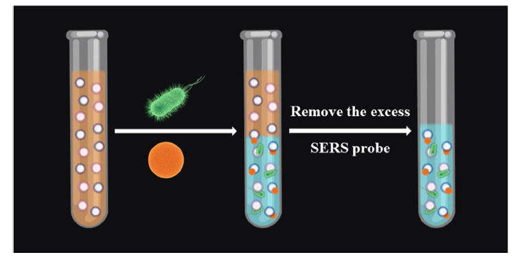SERS-encoded nanocomposites for dual pathogen bioassay