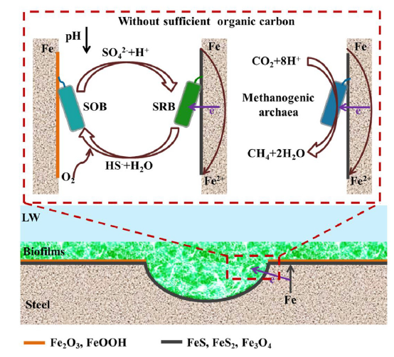 Methanogenic archaea and sulfate reducing bacteria induce severe corrosion of steel pipelines ...